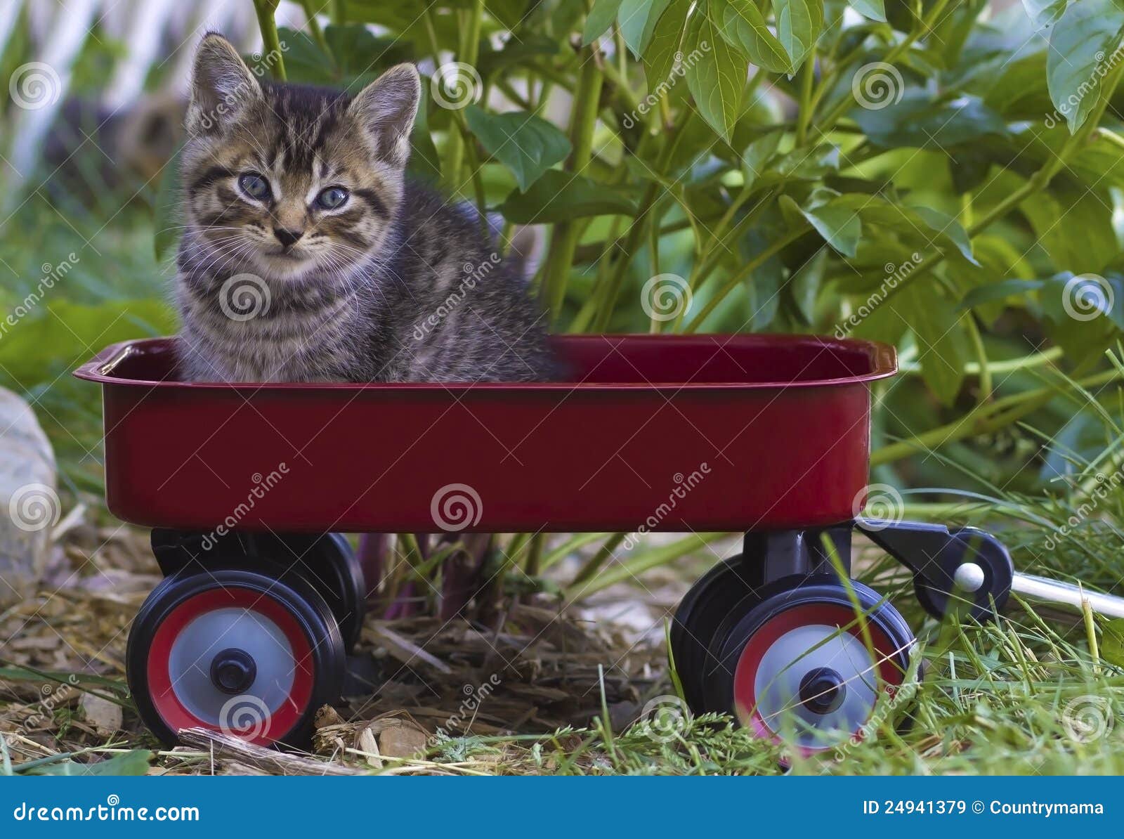Kitten in a wagon. stock image. Image of outdoors, happy - 24941379