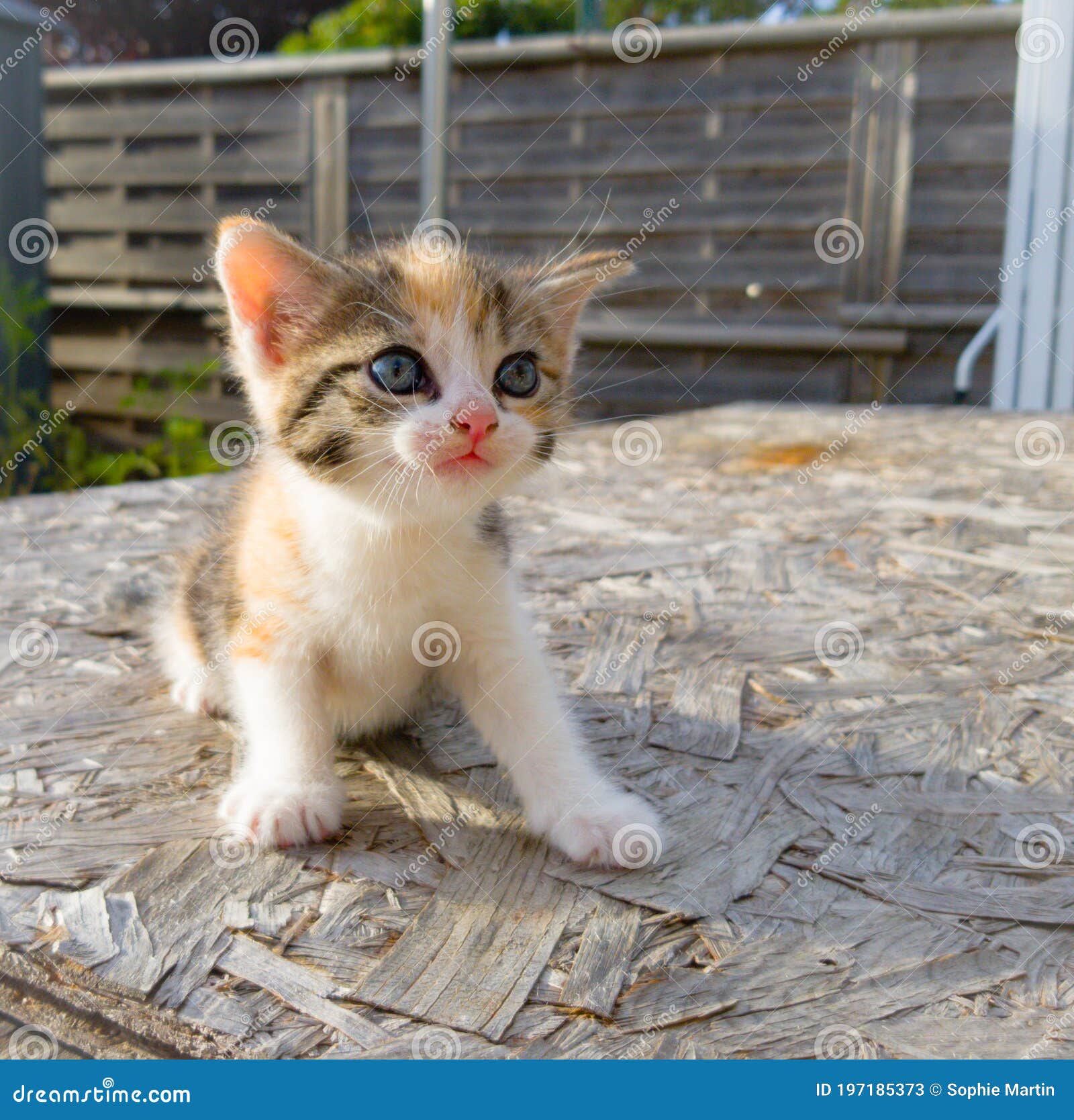 Kitten Waiting at the Table Stock Image - Image of table, kitten: 197185373