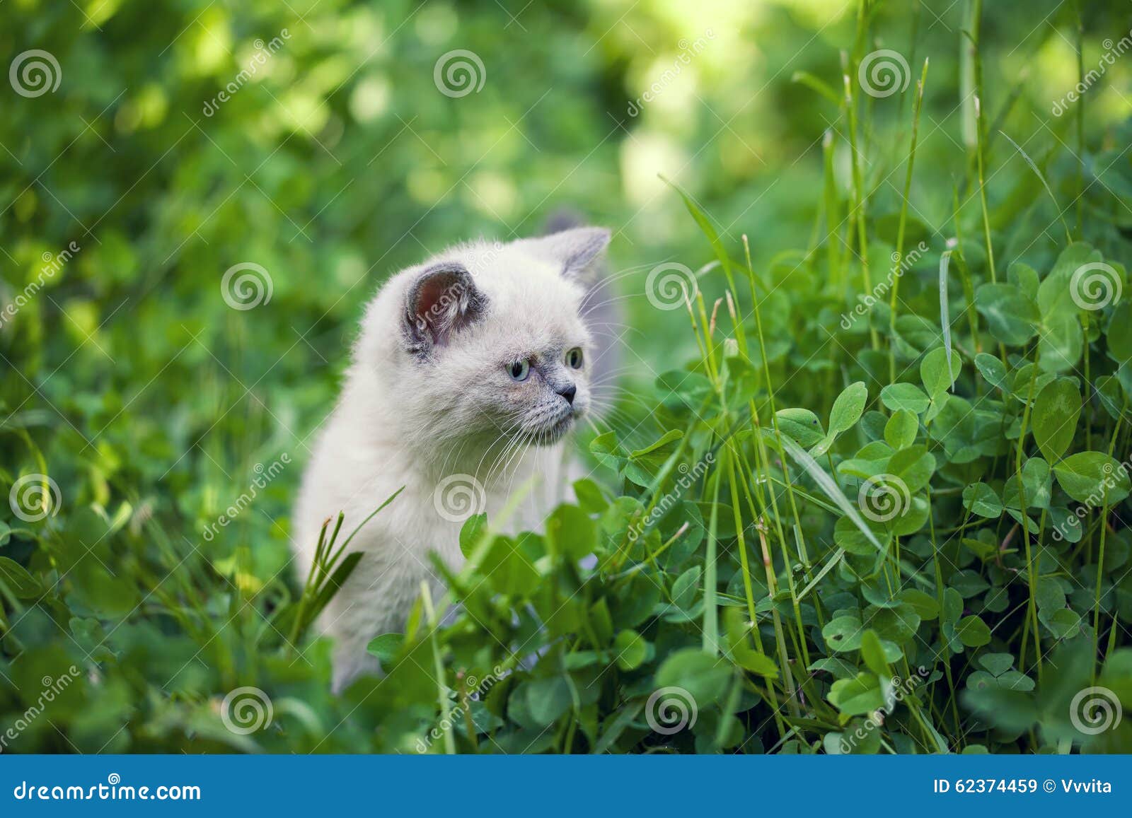 Kitten walking in clover stock image. Image of clover - 62374459
