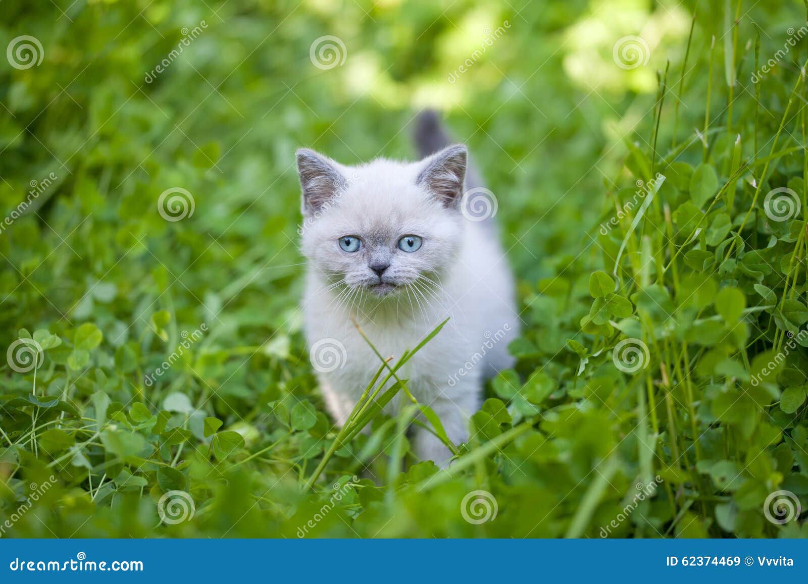 Kitten walking in clover stock image. Image of little - 62374469