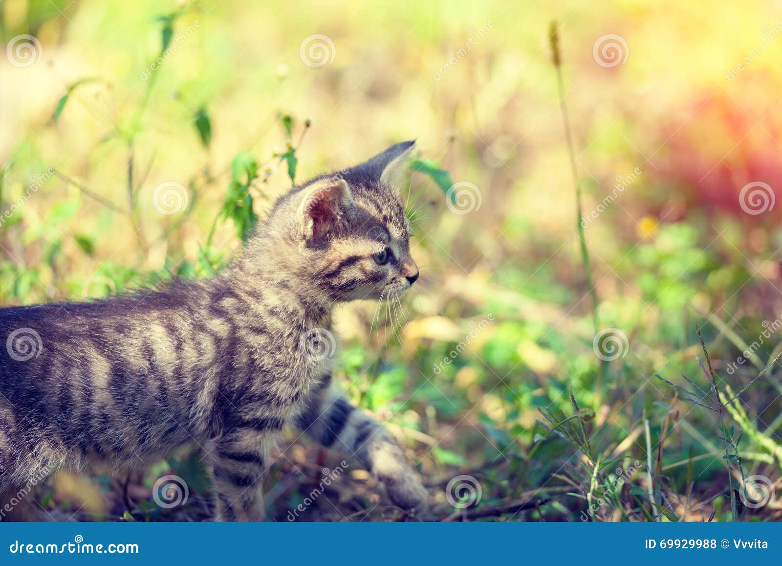 Kitten Walking in the Grass Stock Photo - Image of light, green: 69929988