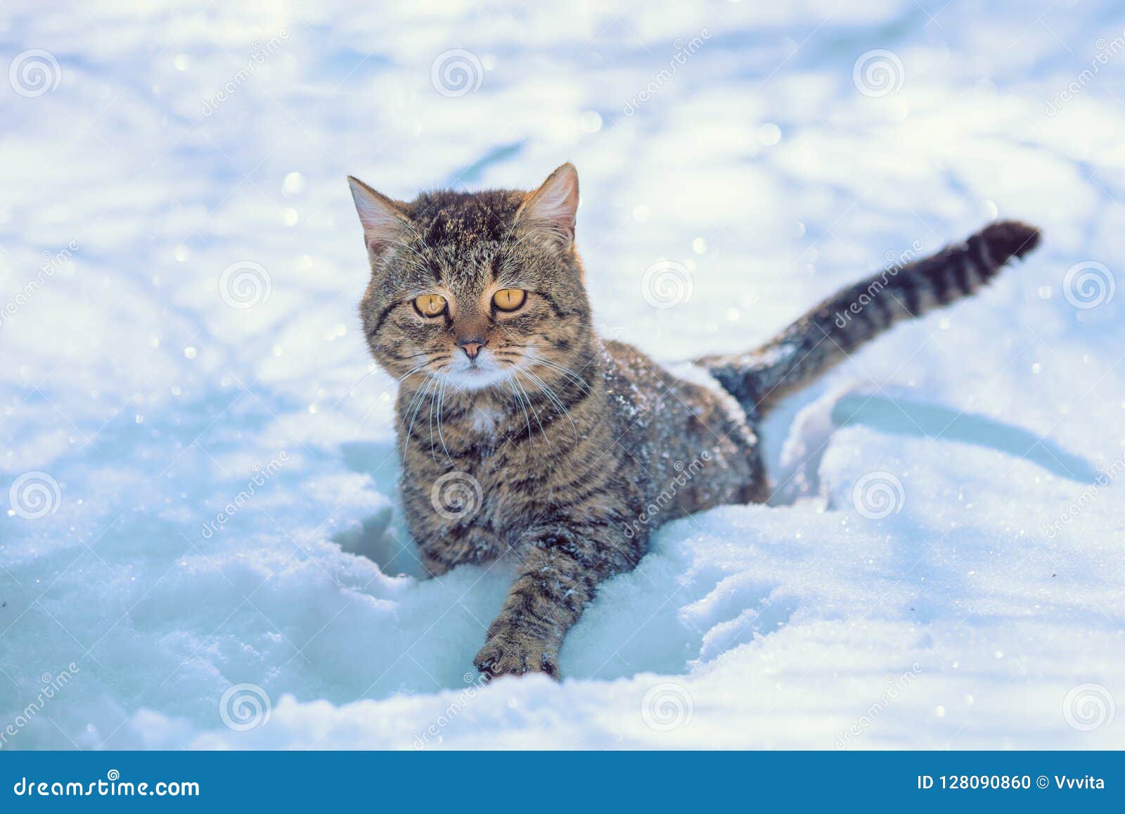Kitten Walks in the Deep Snow Stock Photo - Image of park, domestic ...