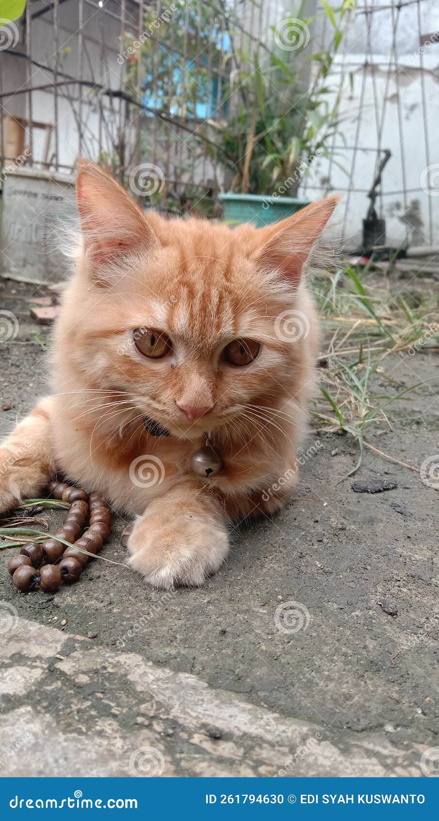 The kitten was wasted stock photo. Image of nows, whiskers - 261794630