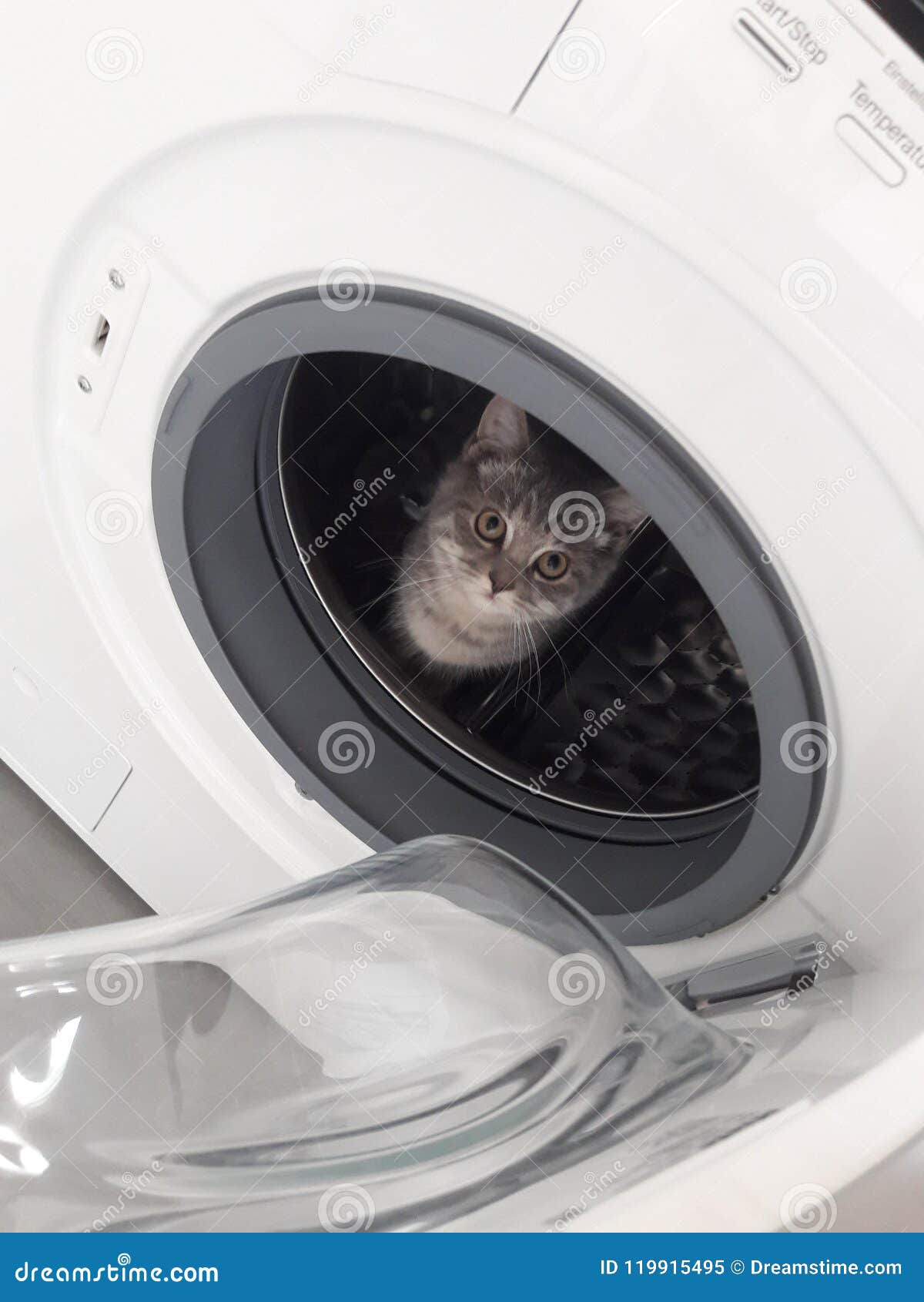 Kitten in Washing Machine stock image. Image of funny - 119915495