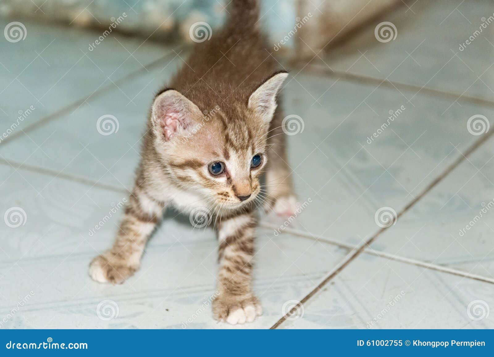 Kitten watching stock image. Image of stand, kitty, baby - 61002755