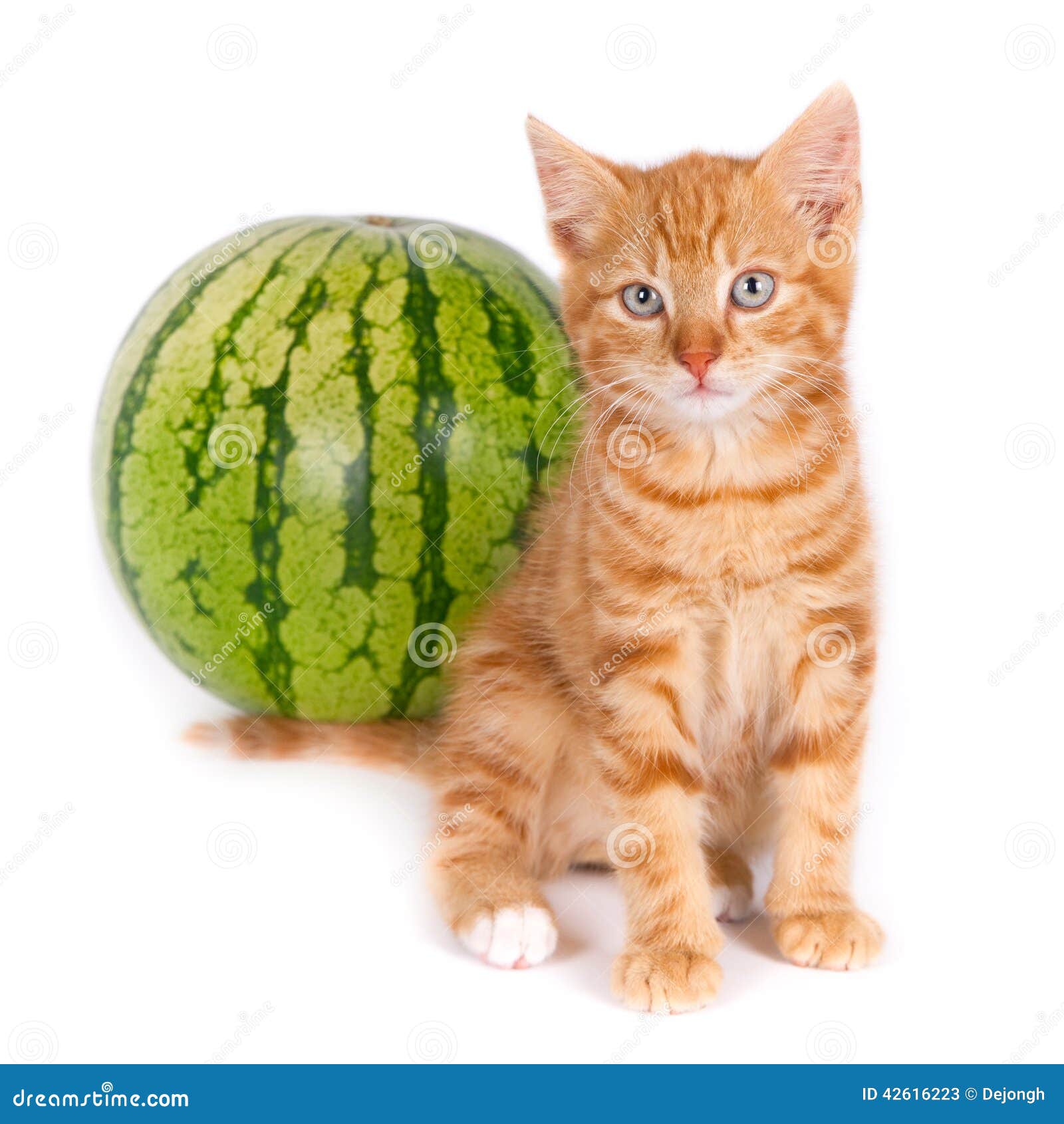Kitten and watermelon stock image. Image of mammal, background - 42616223