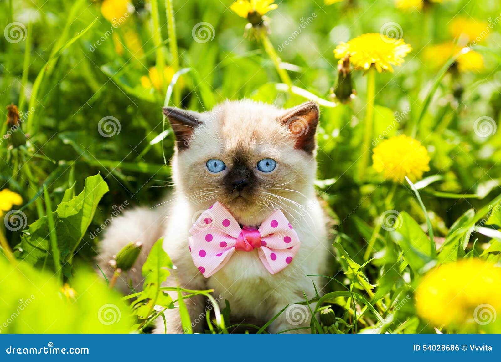 Kitten wearing bow tie stock photo. Image of adorable - 54028686