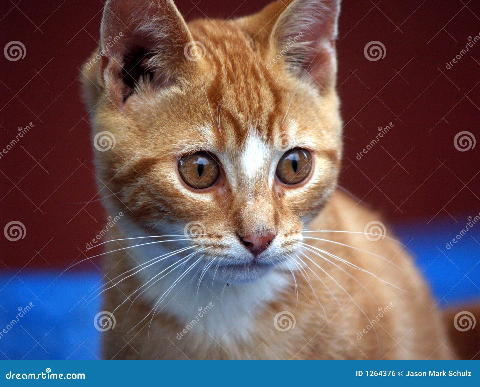 Kitten whiskers stock photo. Image of mouser, tiger, pretty - 1264376