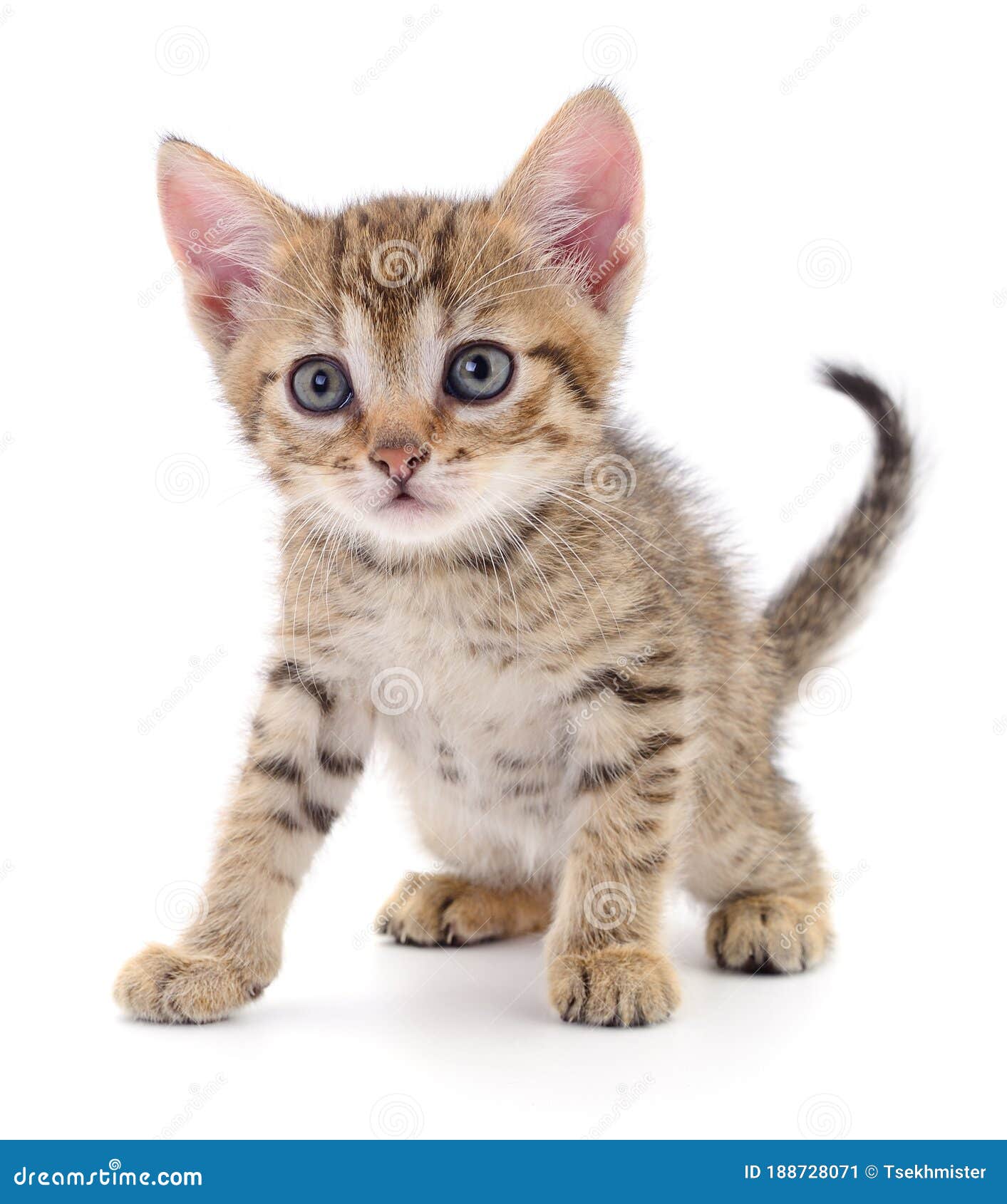 Kitten on white background stock image. Image of animals - 188728071
