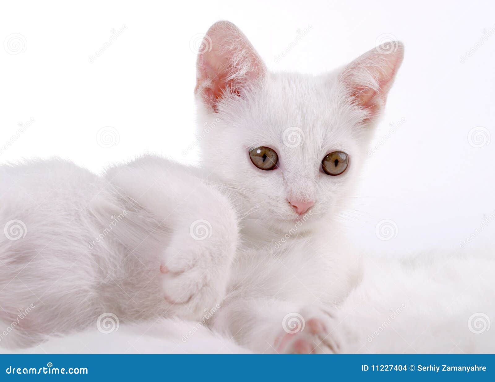 Kitten on white fur stock photo. Image of animal, kitty - 11227404
