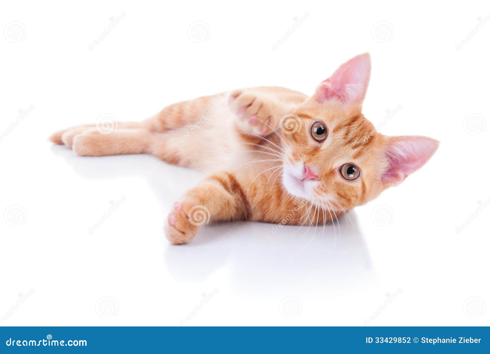 Cat Isolated stock photo. Image of reaching, ginger, kitty - 33429852