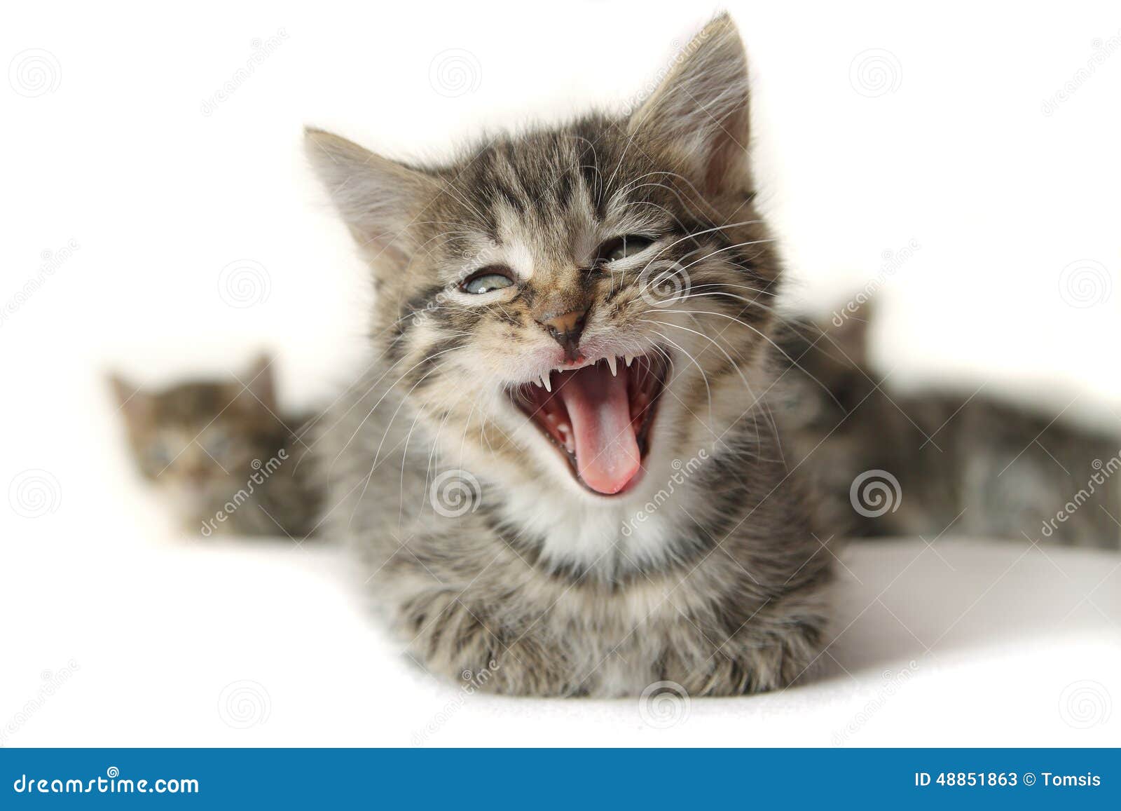 Wide Open Spaces Royalty-Free Stock Photography | CartoonDealer.com ...