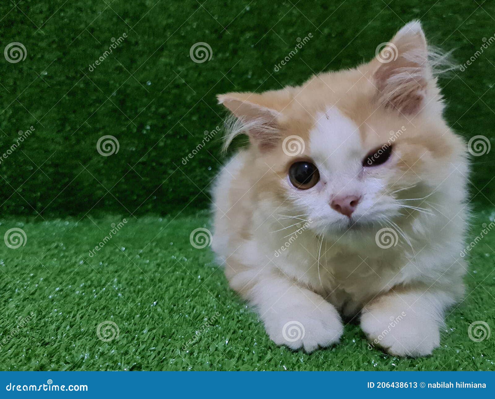 Cute wink cat stock image. Image of winking, kitten - 206438613