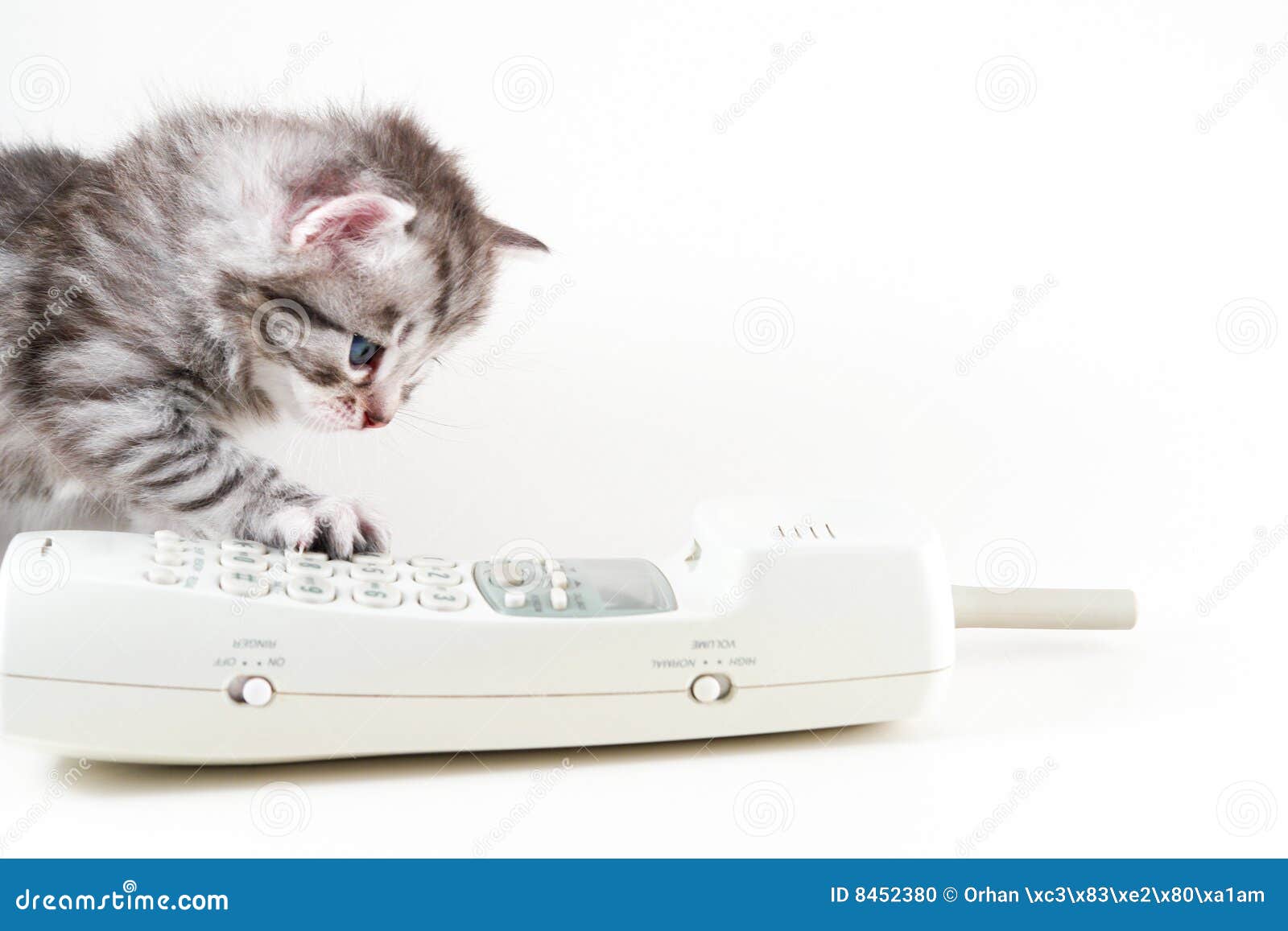 Kitten and wireless phone stock photo. Image of kitten - 8452380