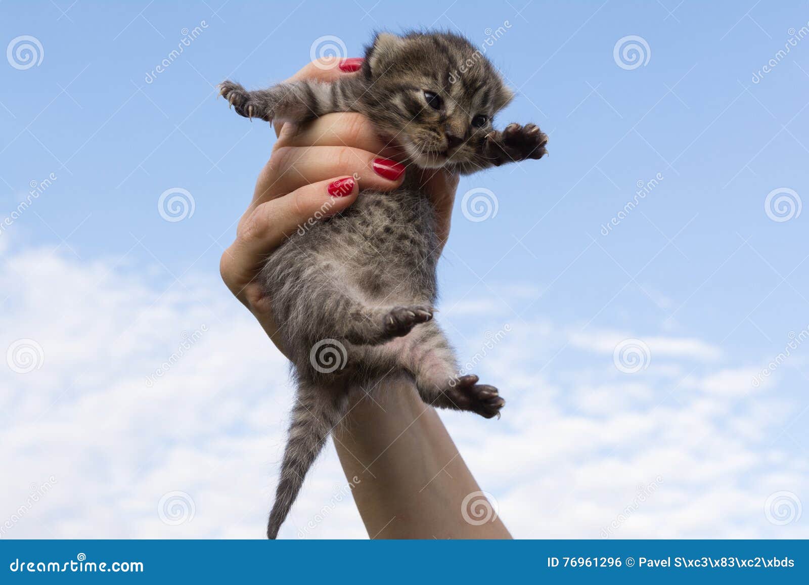 Kitten in the woman s palm stock photo. Image of animal - 76961296