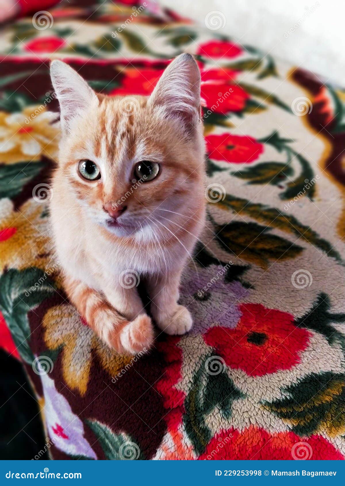 A kitten from work stock photo. Image of work, kitten - 229253998