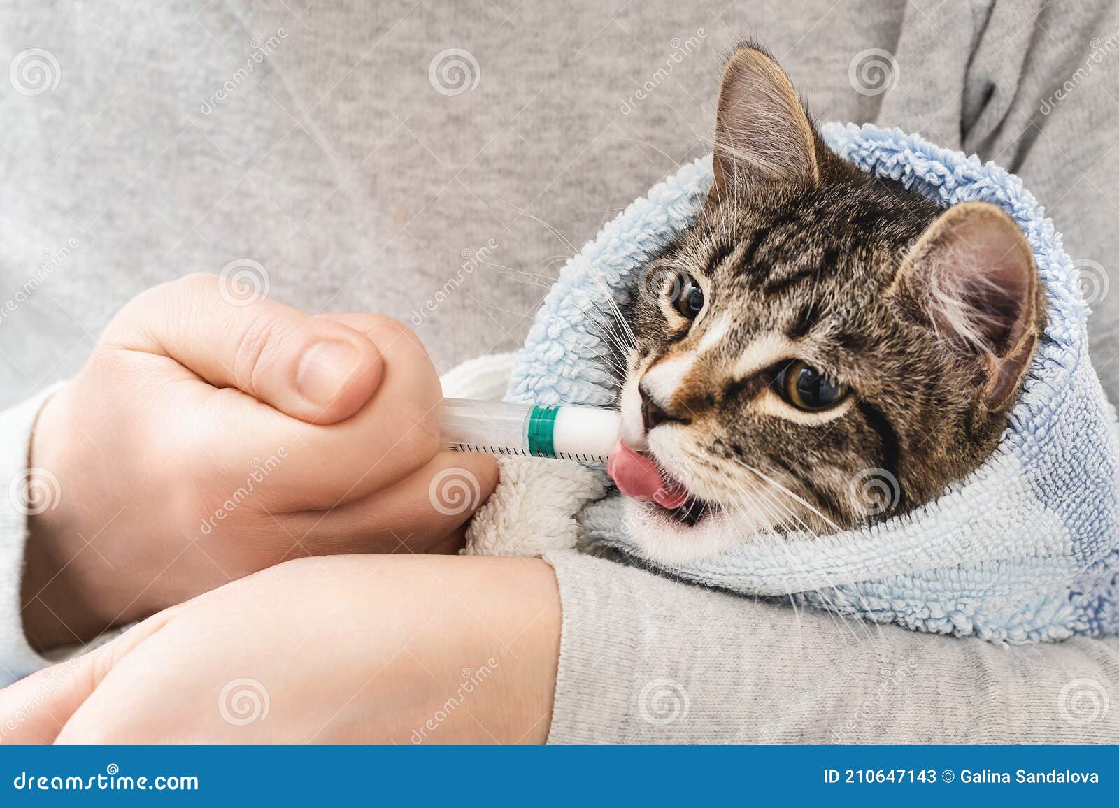 Kitten Wrapped in a Towel Drinks Medicine from a Syringe Stock Image ...