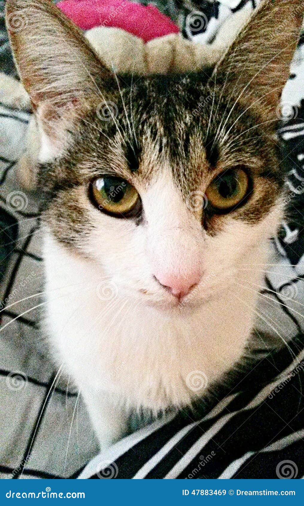 Kitten stock image. Image of kitty, young, soul, kitten - 47883469