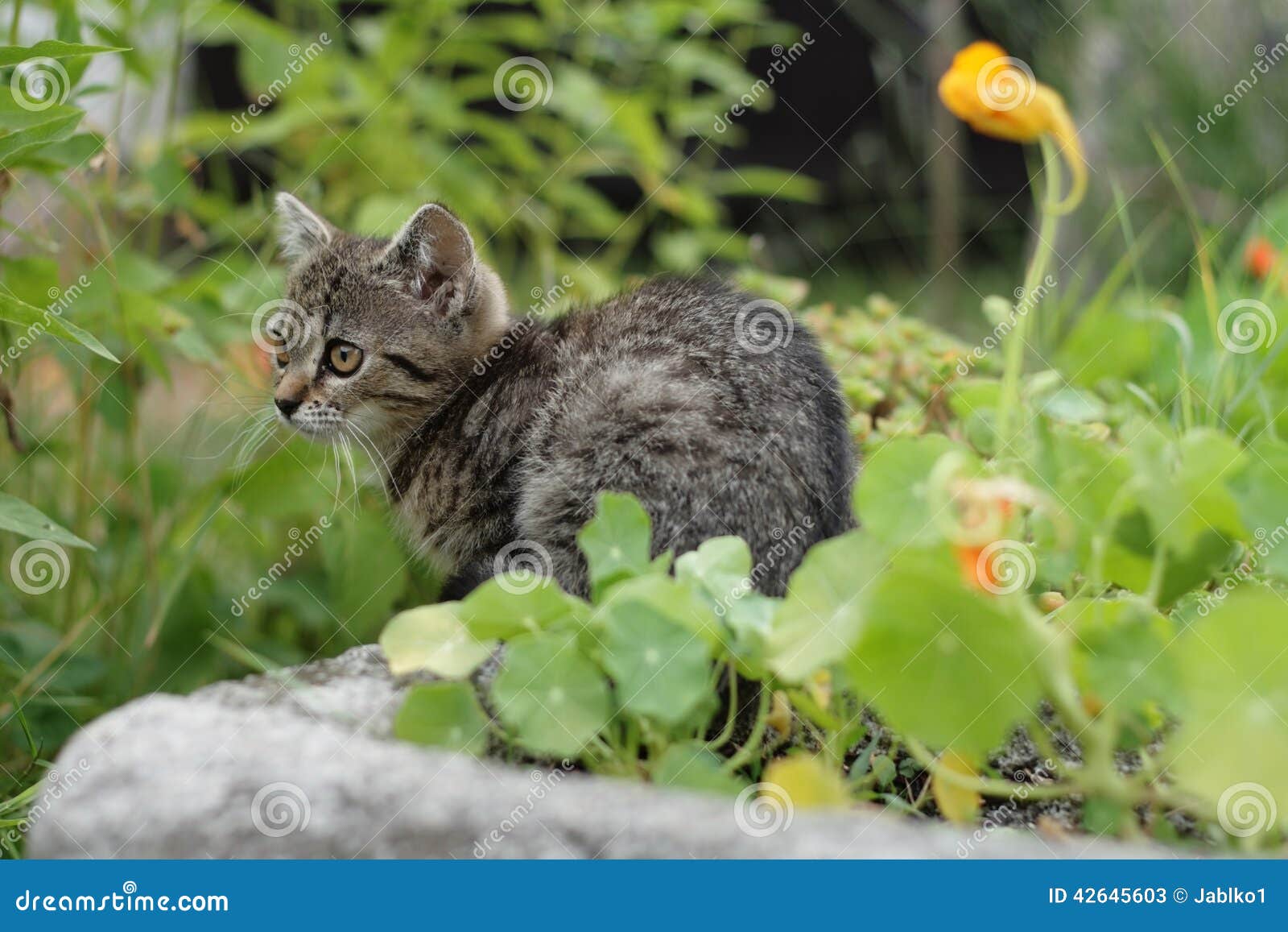 Three months old kitten stock image. Image of three, baby - 42645603