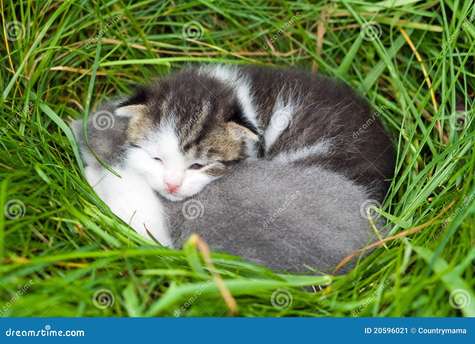 Kittens stock image. Image of soft, small, furry, calm - 20596021
