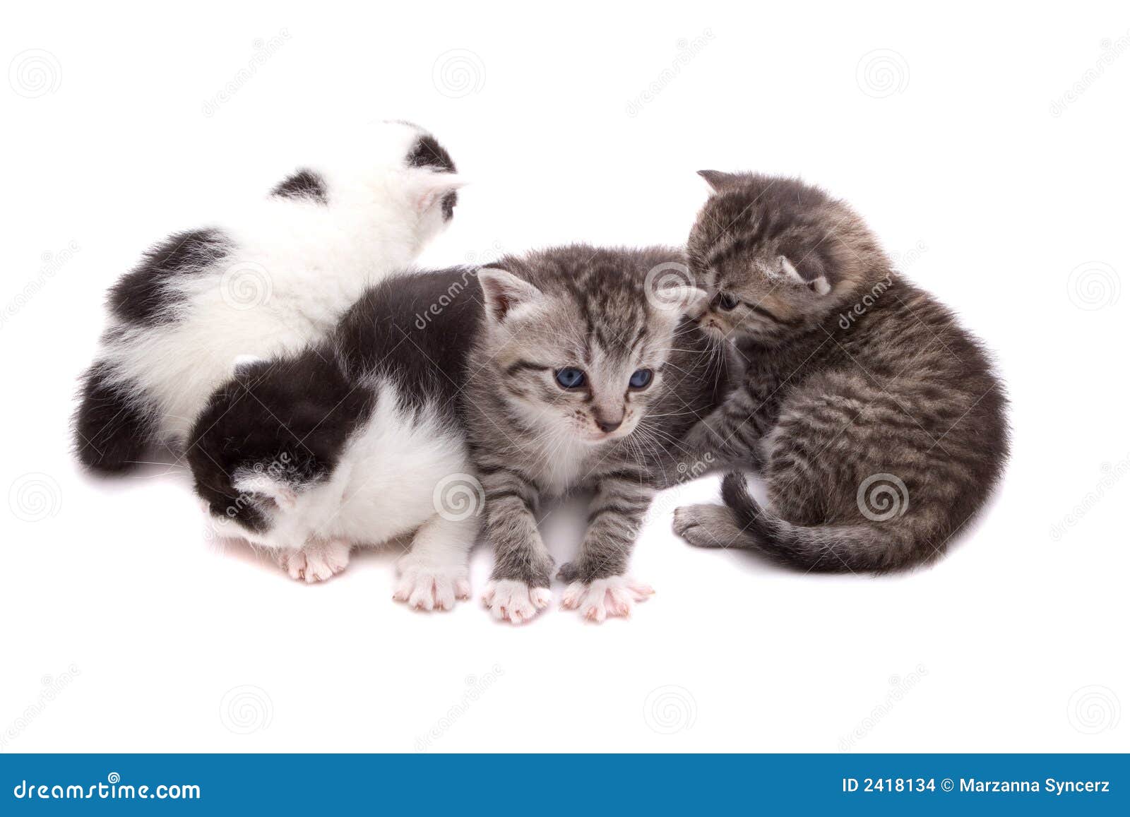 Tiger Sprawled Stock Photos - Free & Royalty-Free Stock Photos from ...