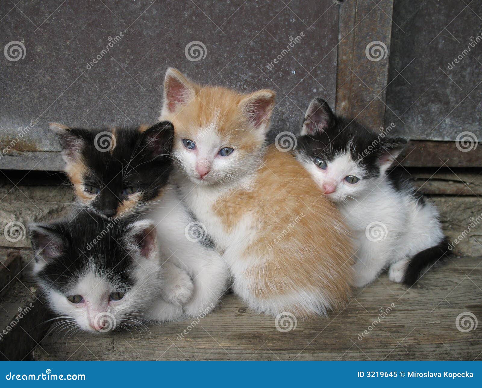 Kittens stock image. Image of sibling, mammal, white, young - 3219645