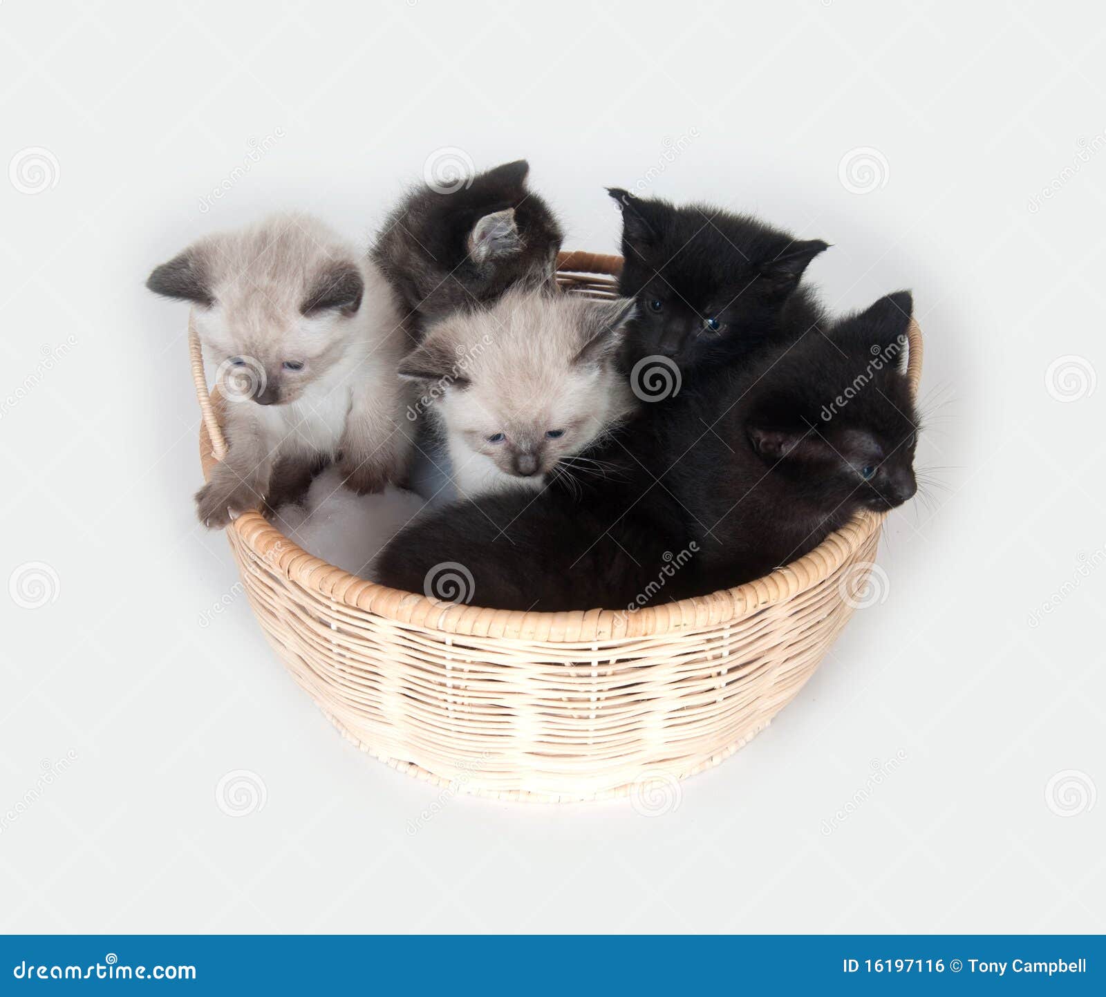 Kittens in a basket stock photo. Image of kitty, feline - 16197116