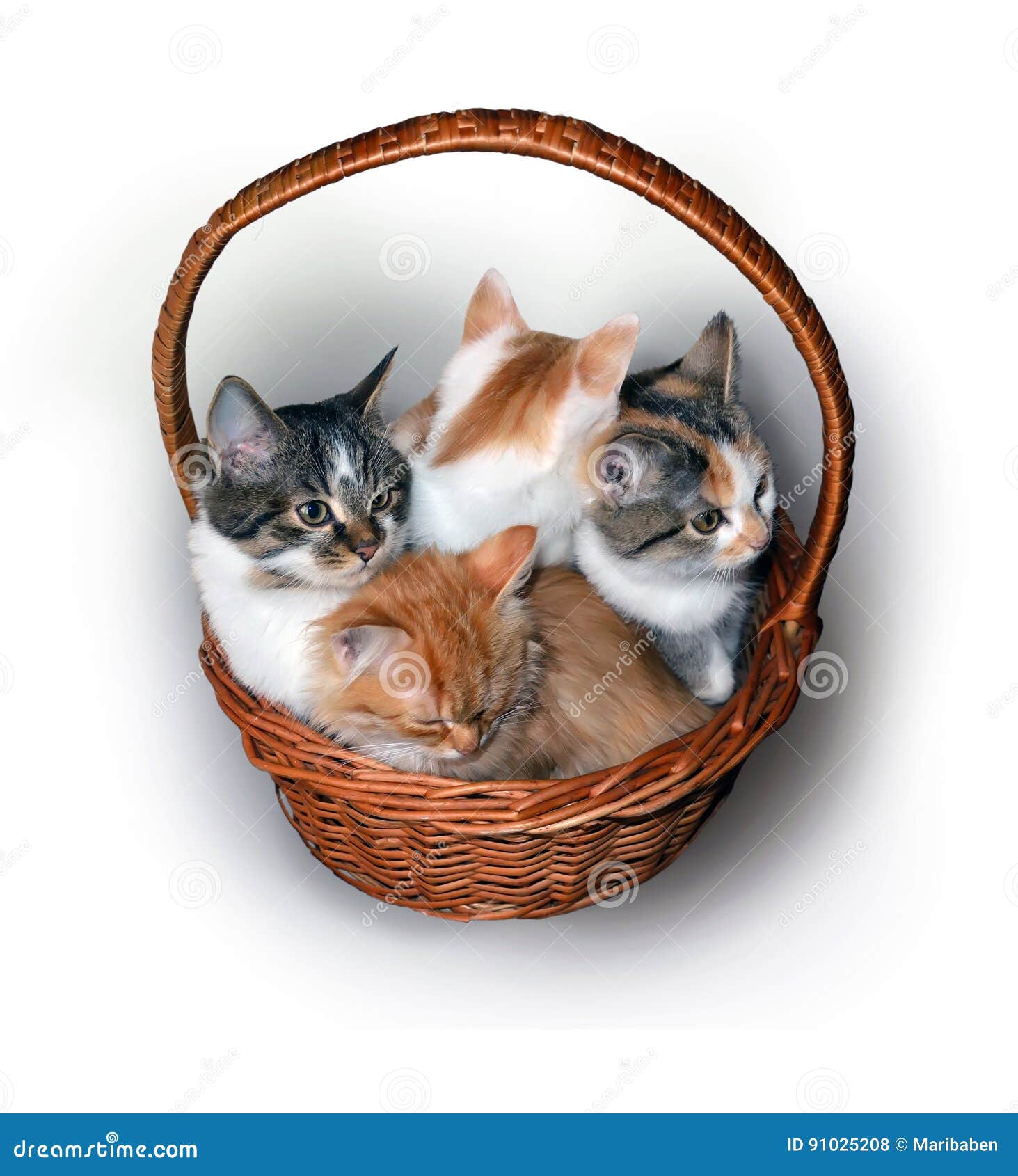Kittens in a basket stock photo. Image of veterinary - 91025208