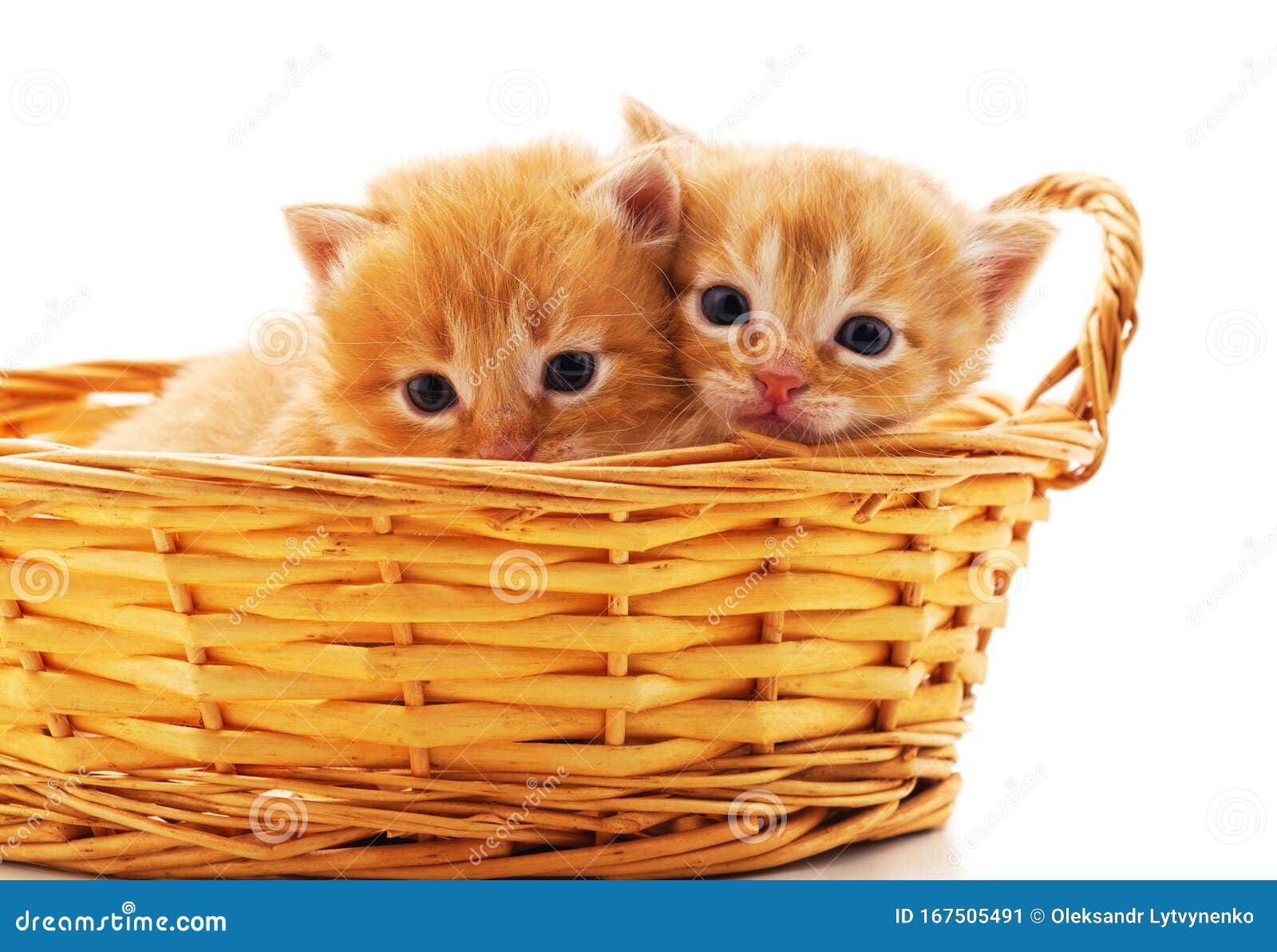 Kittens in a basket stock image. Image of mammal, wicker - 167505491