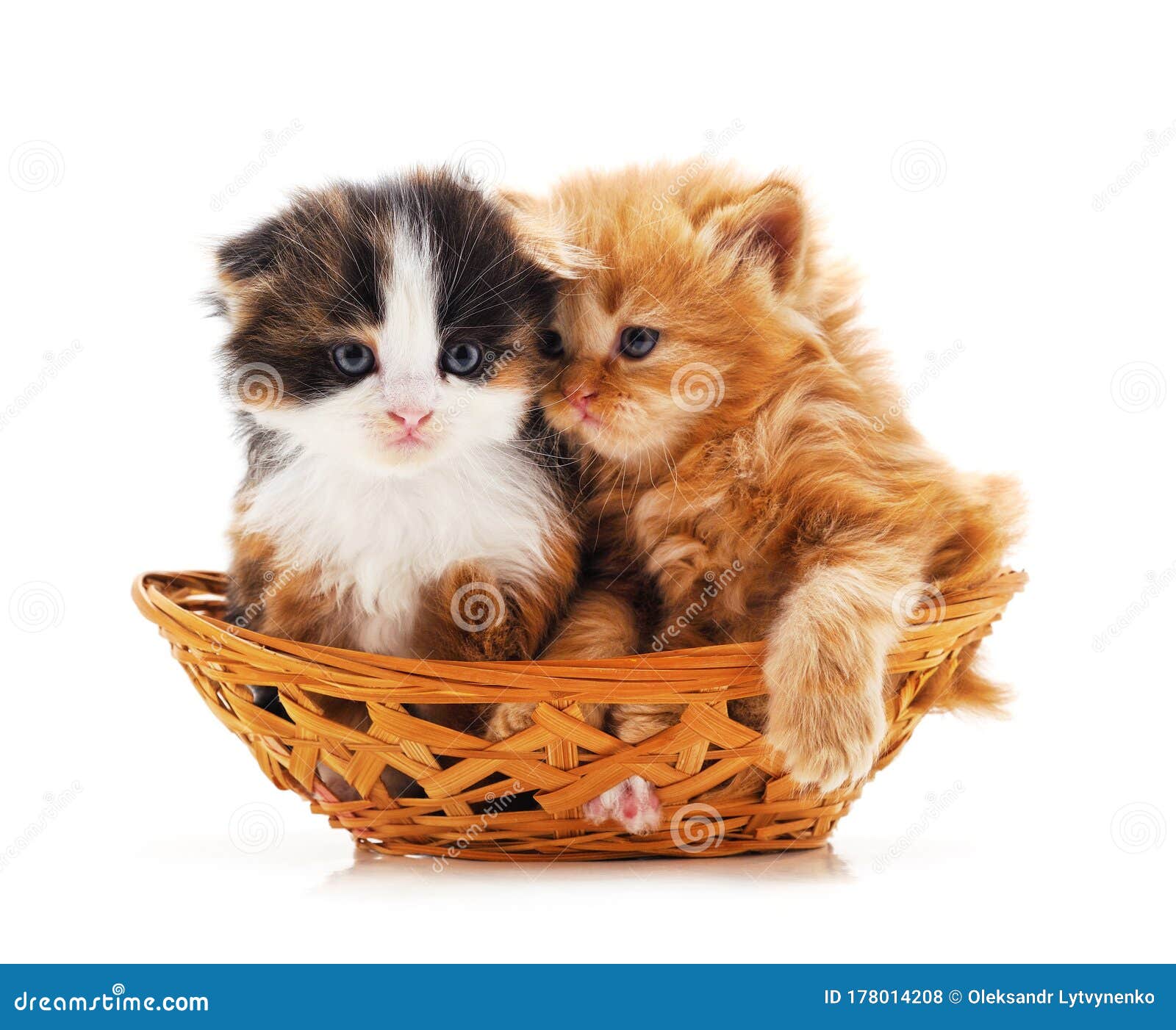 Kittens in a basket stock photo. Image of portrait, baby - 178014208