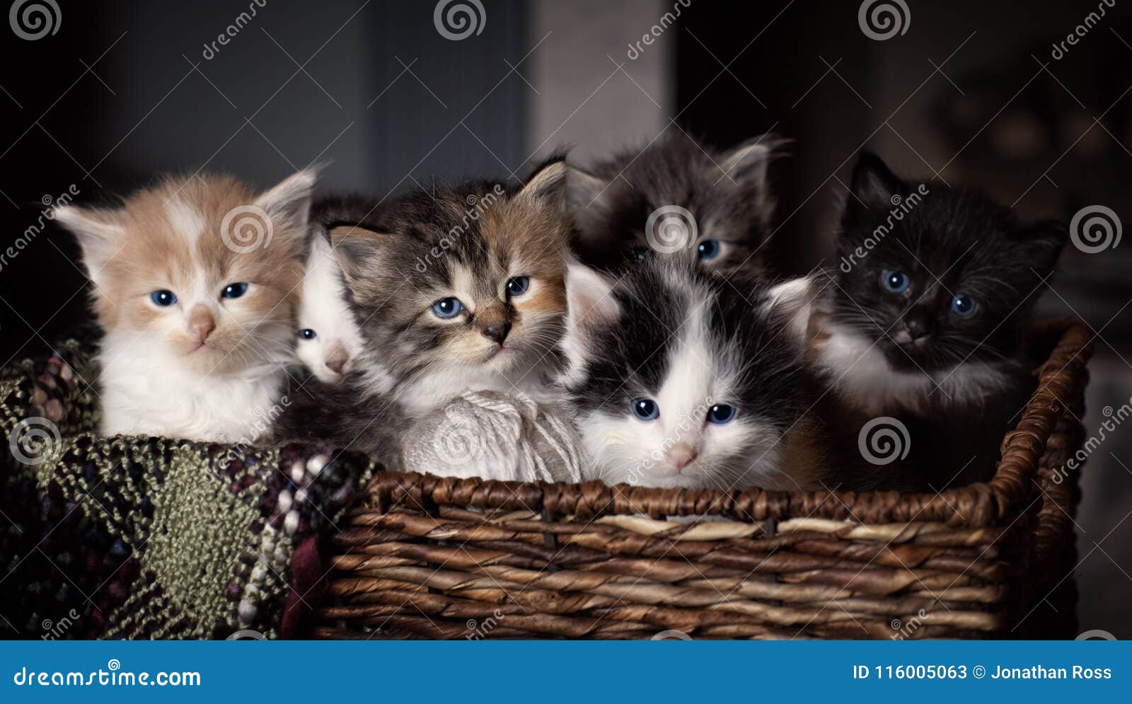 Kittens in a basket stock image. Image of horizontal - 116005063