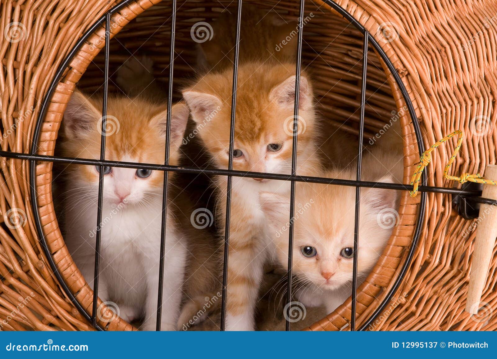 Kittens behind bars stock image. Image of beautiful, feline - 12995137