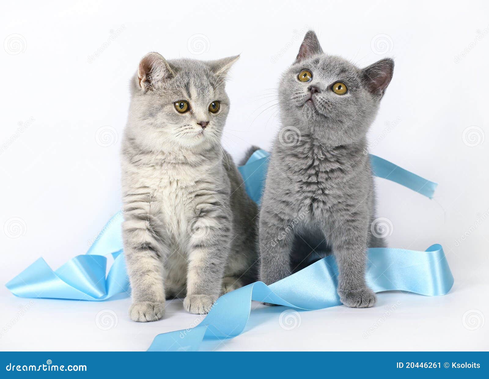 Kittens with blue ribbon stock image. Image of kitten - 20446261