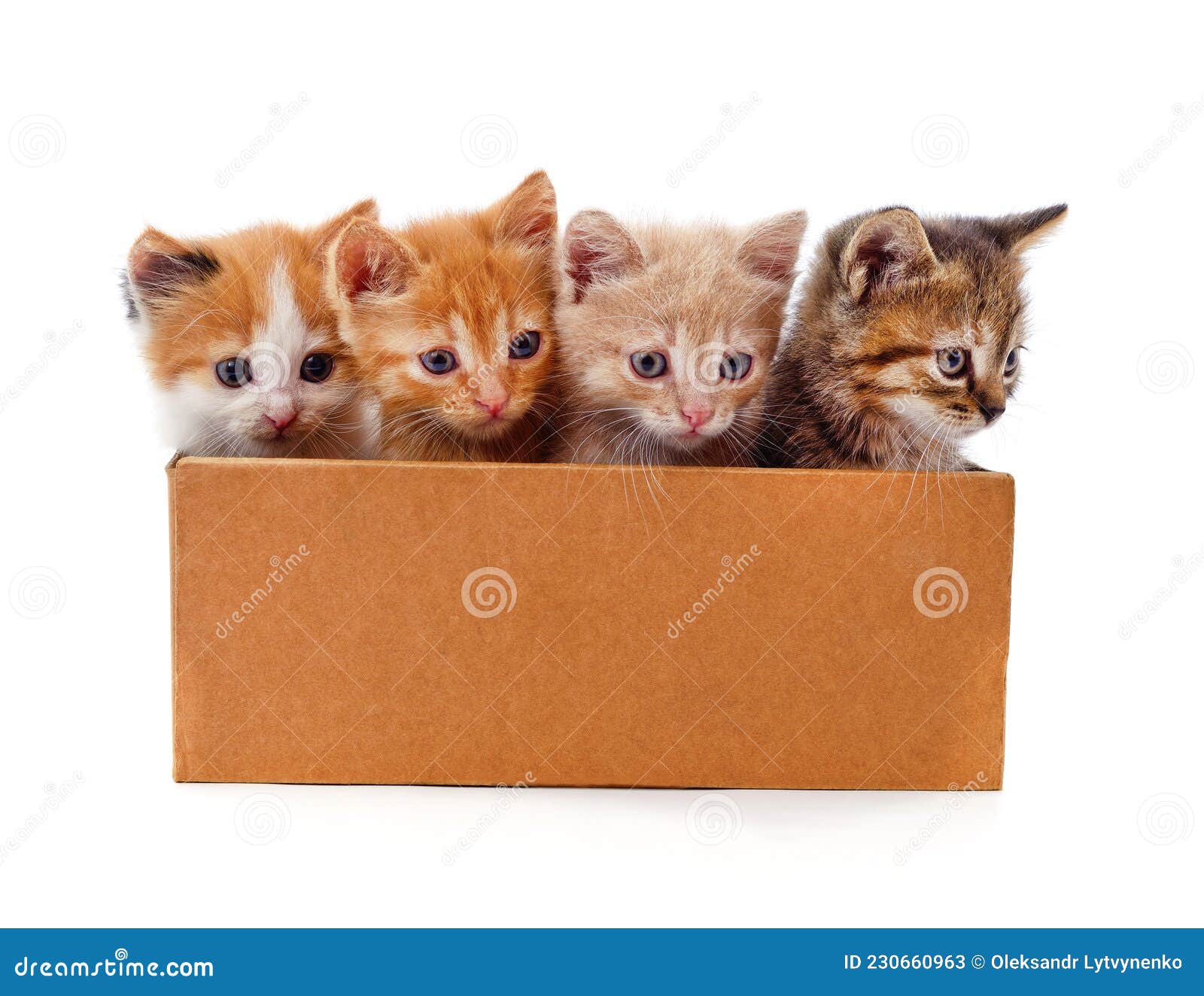 Kittens in the box stock image. Image of mammals, nature - 230660963