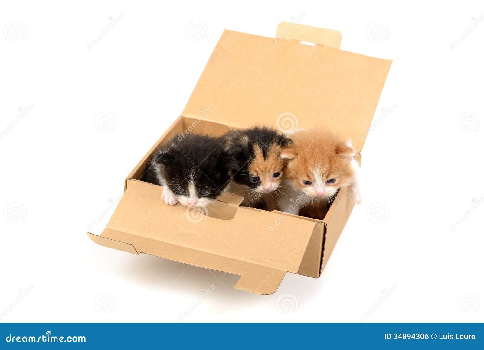 Kittens in a box stock photo. Image of lovely, playing - 34894306