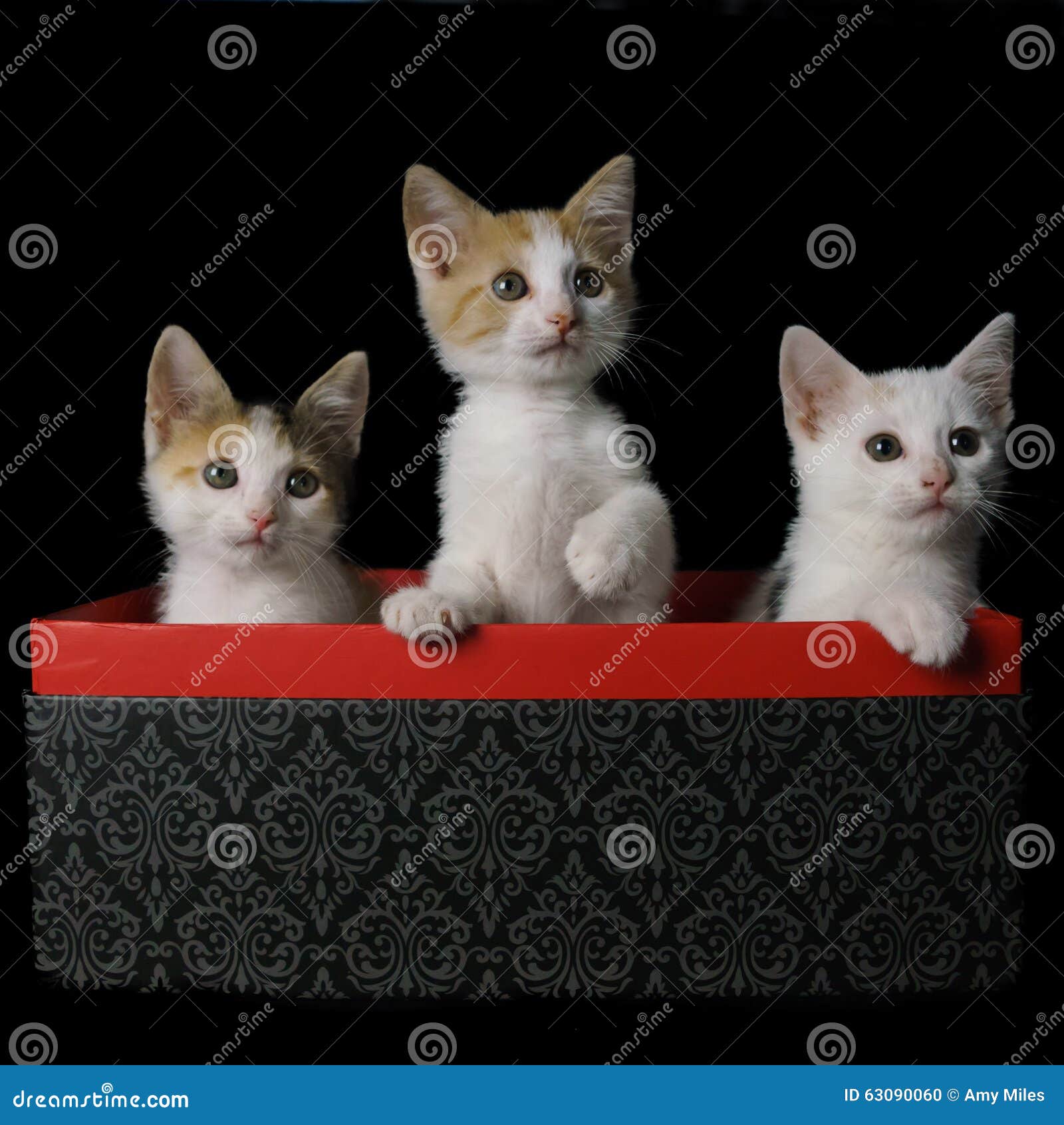 Kittens in a box stock photo. Image of damask, cute, trio - 63090060
