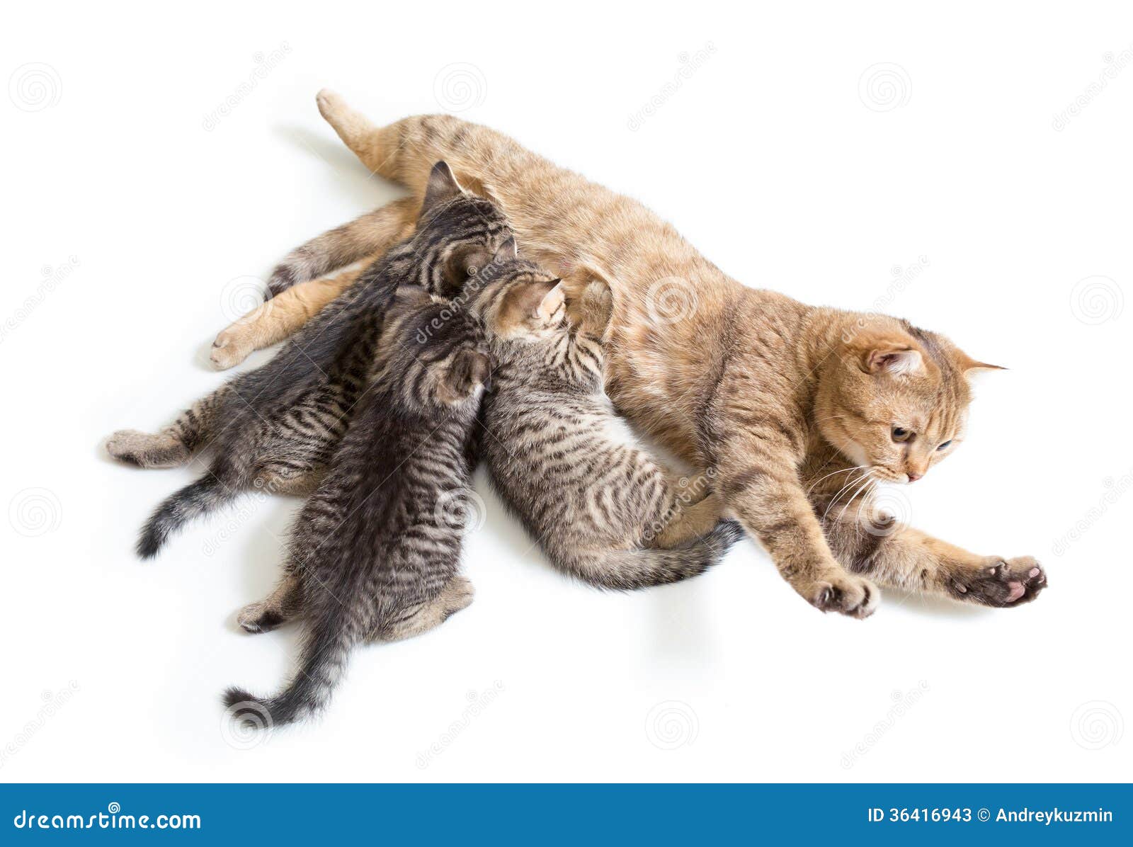 Kittens Brood Feeding by Mother Cat Stock Image - Image of little ...