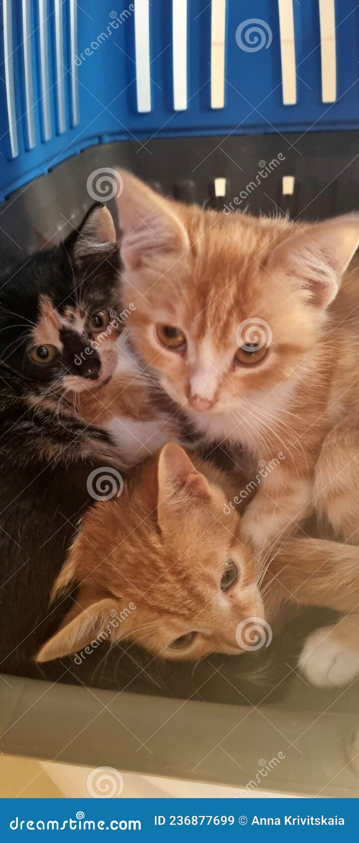 Kittens in a Cage at an Animal Shelter Stock Image - Image of lost ...