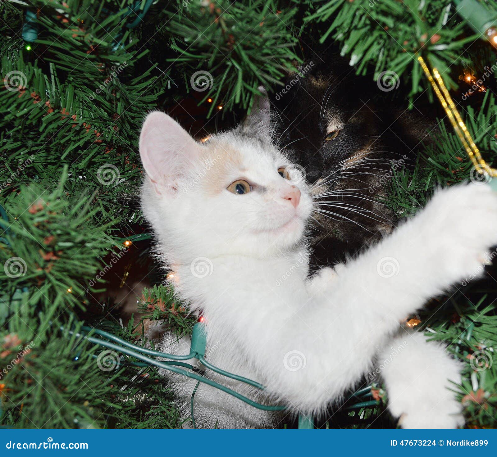 Kittens in a Christmas Tree Stock Photo - Image of kittens, playing ...