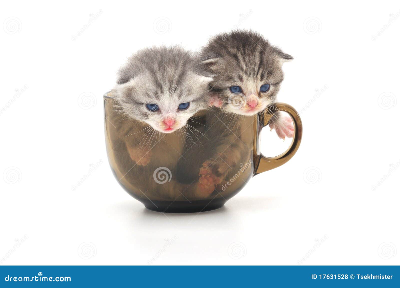 Kittens in cup stock photo. Image of studio, cute, kitten - 17631528