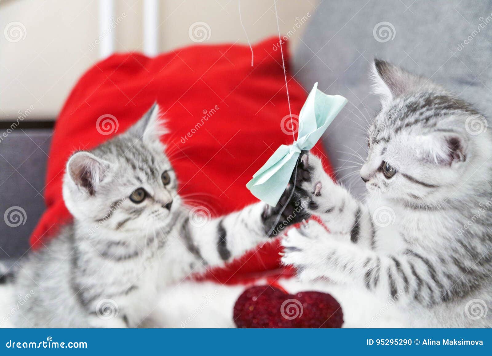 Kittens are Cute Playing with a Bow. Kittens Striped Stock Photo ...