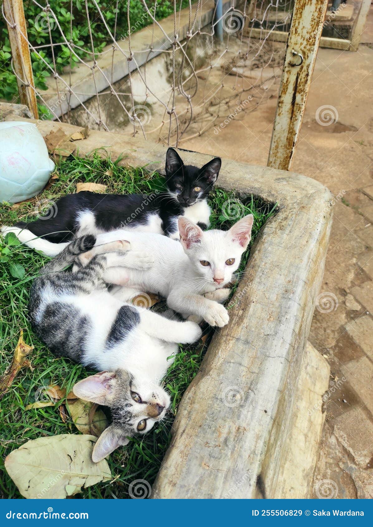 A Kittens Doing Play Together Stock Image - Image of black, white ...