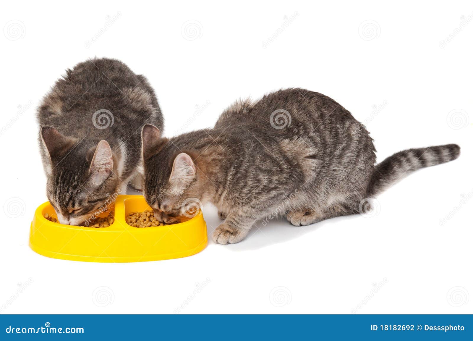 Kittens eating food stock photo. Image of beauty, yellow - 18182692