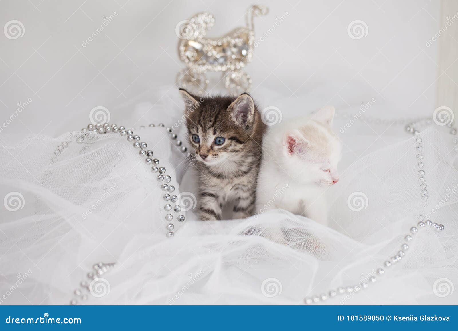 Kittens Family. Two Kittens Together Stock Photo - Image of small ...