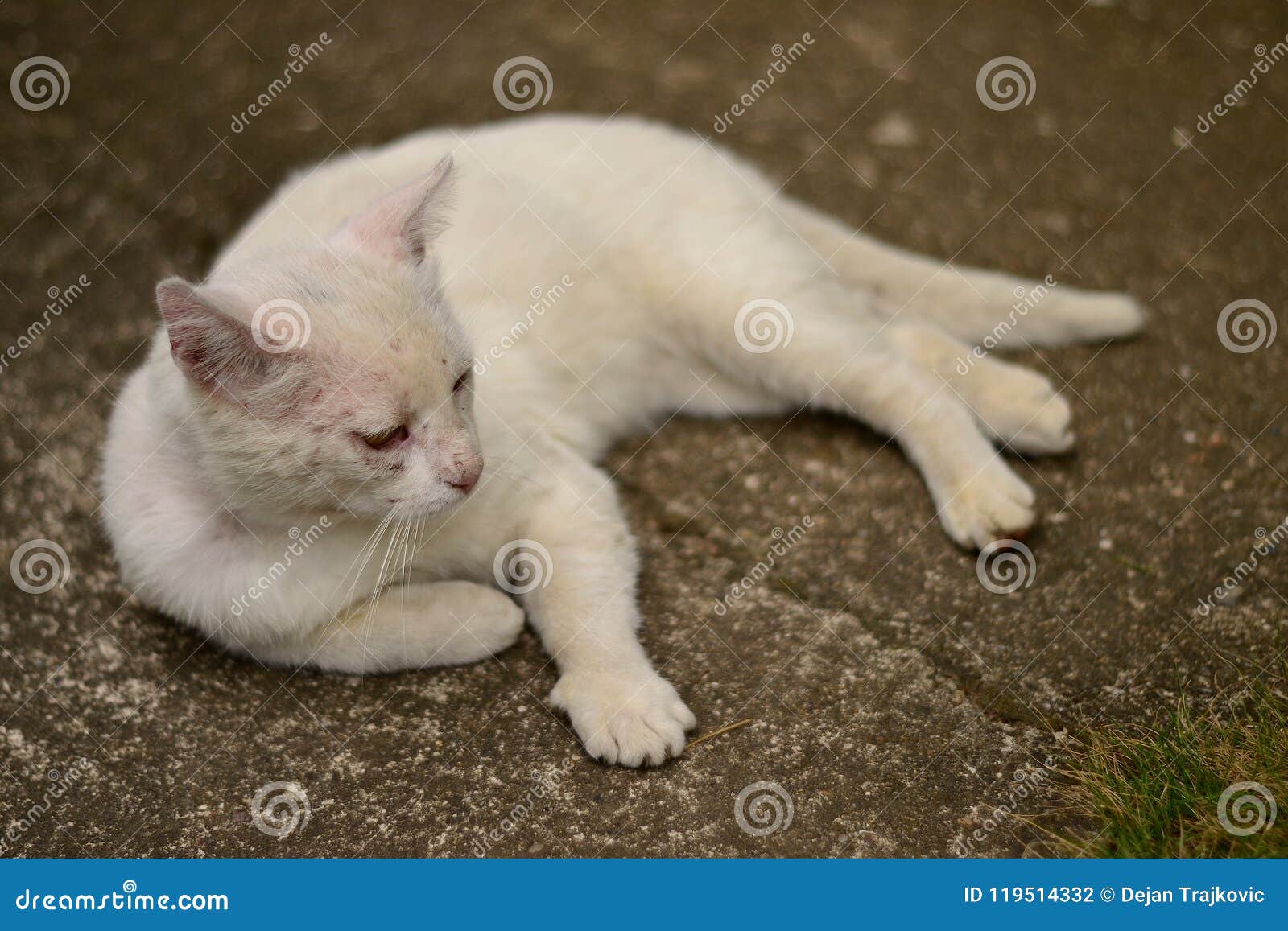 White Tomcat Lying on the Ground Stock Photo - Image of tomcat ...
