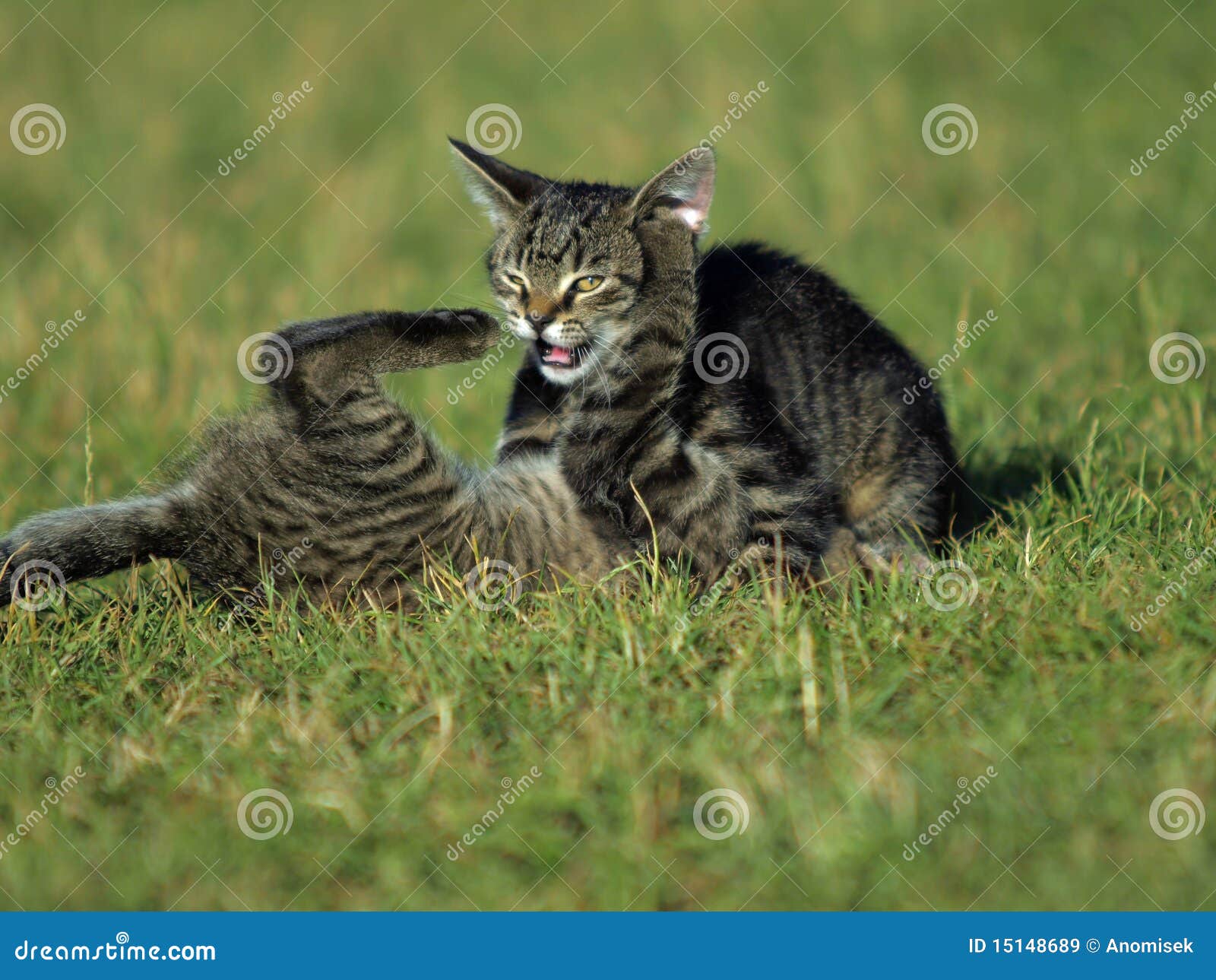 Kittens in the fight stock image. Image of garden, kitten - 15148689