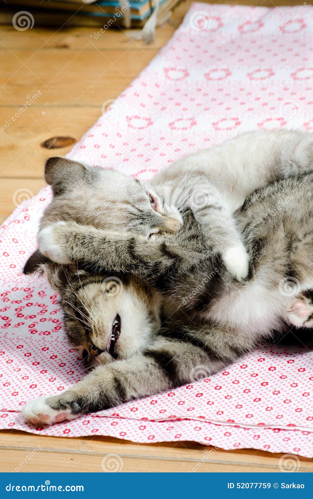 Kittens fighting stock image. Image of kittens, nose - 52077759