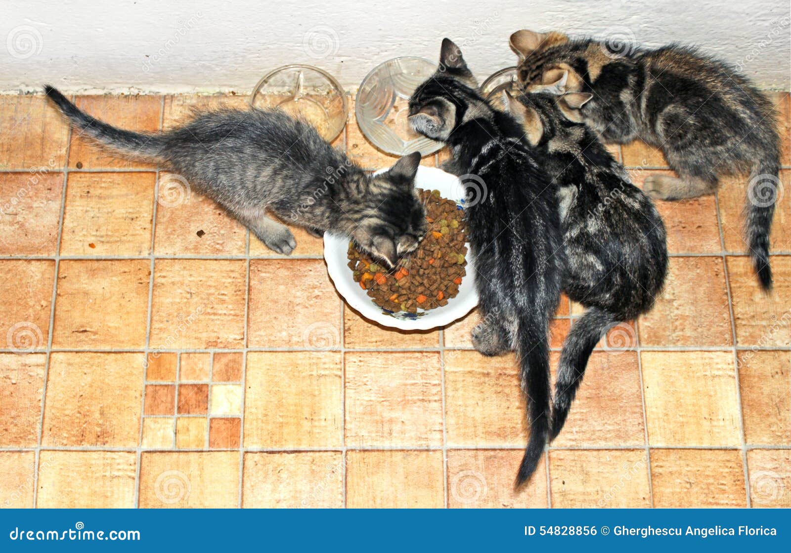 Kittens 3 stock photo. Image of mammals, tiny, food, kitchen - 54828856