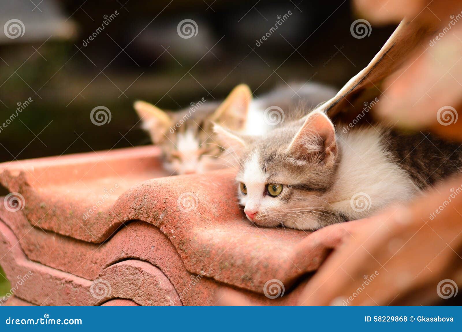 Kittens in a garden stock photo. Image of furry, adorable - 58229868