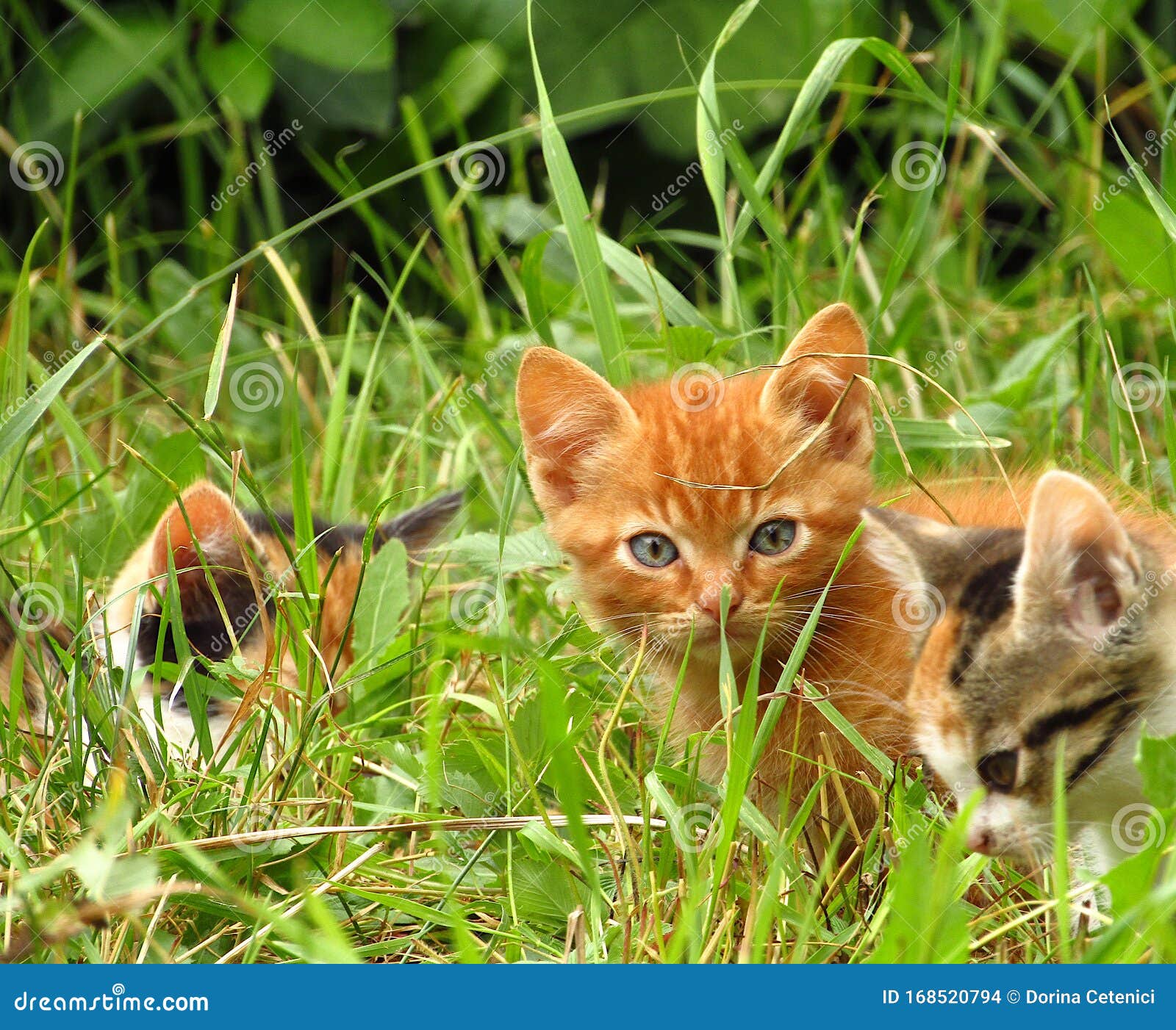 Kittens Outside in the Grass. Stock Photo - Image of little, farm ...
